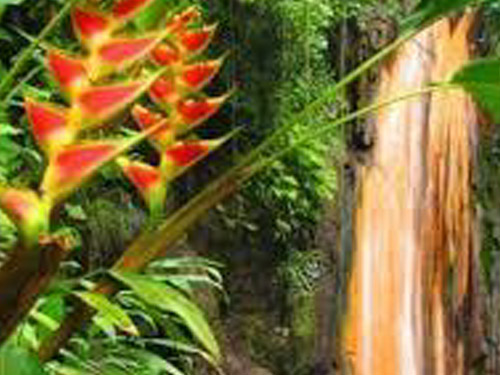 MAGNIFICENT SOUFRIERE (by land) - Marigot