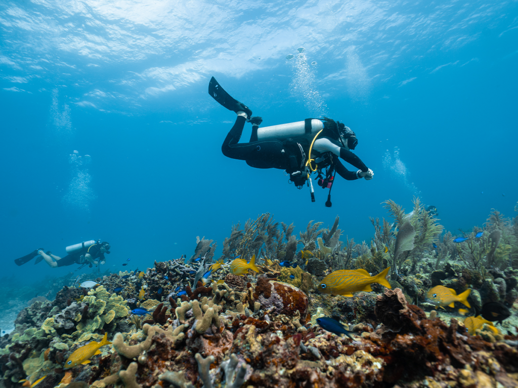 Diving Archives - Marigot