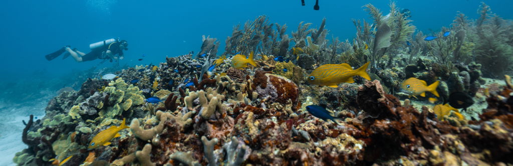 Dive St. Lucia: Exploring the Mysteries of Dennery Wall - Marigot